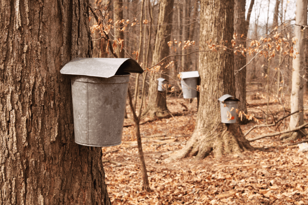 The Best Substitutes For Maple Extract in Baking & Dessert Making ...